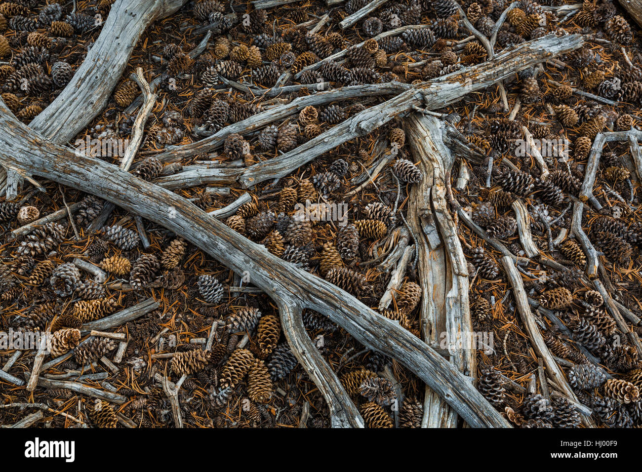 Fallen cones of Limber Pine, Pinus flexilis, near Stella Lake along the ...