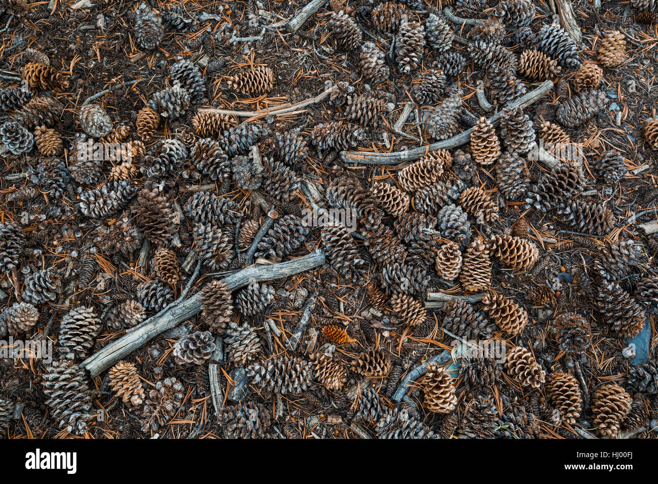 Fallen cones of Limber Pine, Pinus flexilis, near Stella Lake along the ...