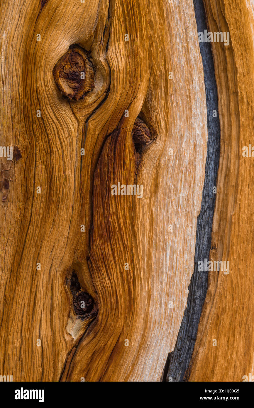 Limber Pine, Pinus flexilis, pattern of exposed wood where bark has ...