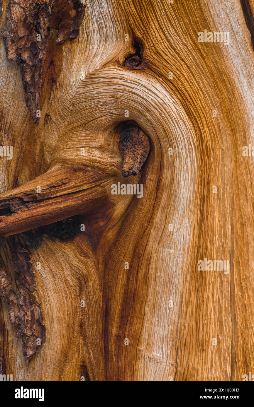 Limber Pine, Pinus flexilis, pattern of exposed wood where bark has ...