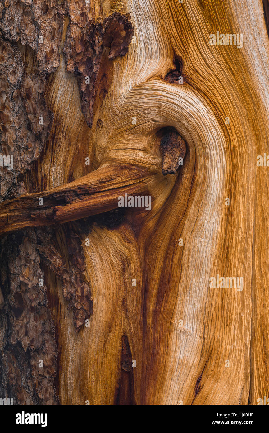 Limber Pine, Pinus flexilis, pattern of exposed wood where bark has ...