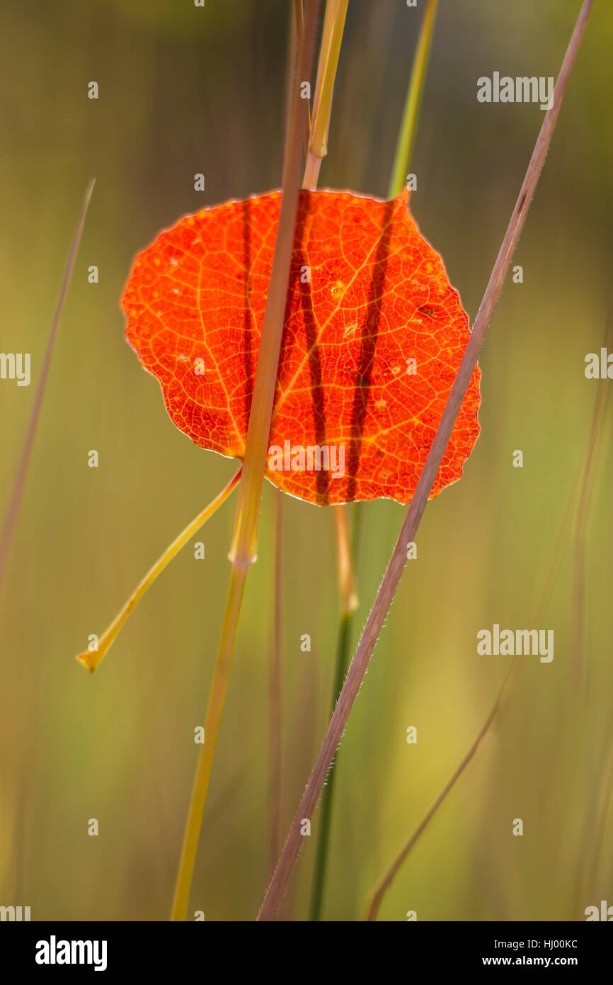 Aspen quaking hi-res stock photography and images - Alamy