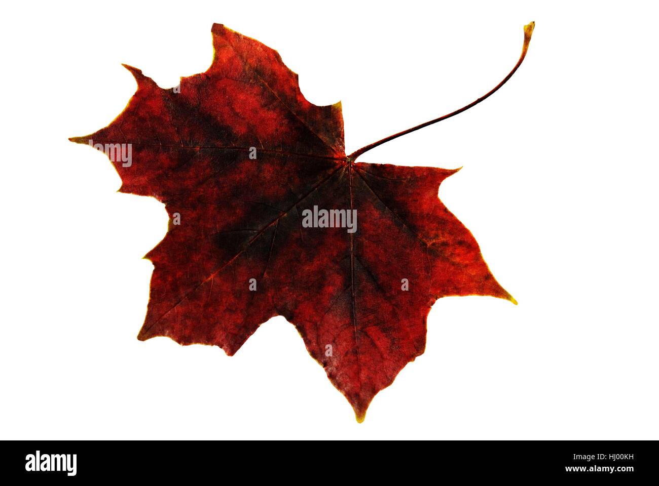 dark red single maple leaf, isolated Stock Photo - Alamy