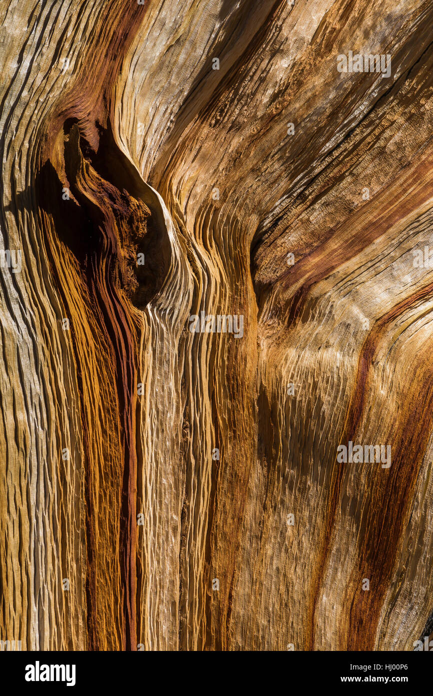 Ancient Great Basin Bristlecone Pine, Pinus longaeva, with exposed and ...