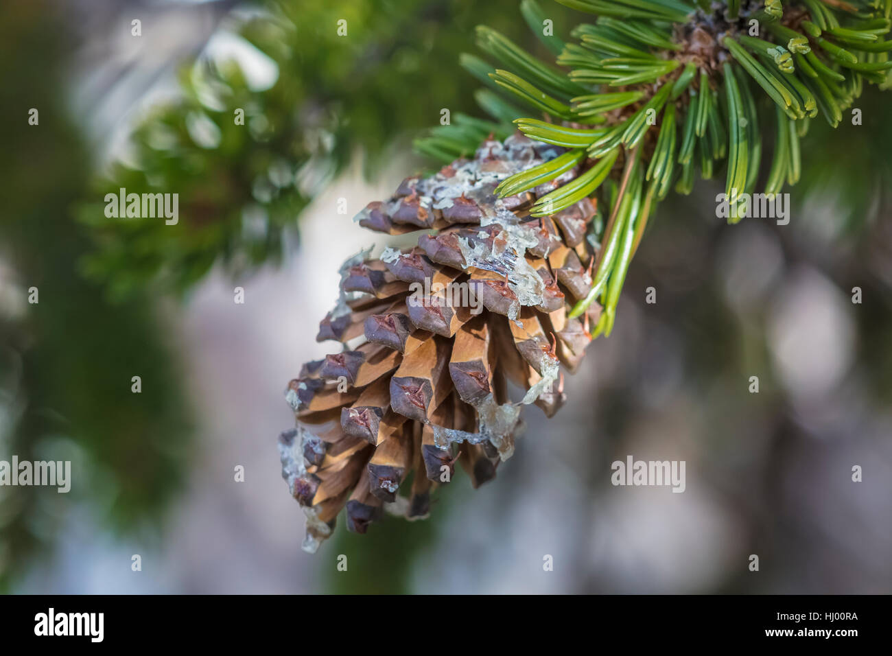 Wheeler bristlecone pine grove hi-res stock photography and images - Alamy