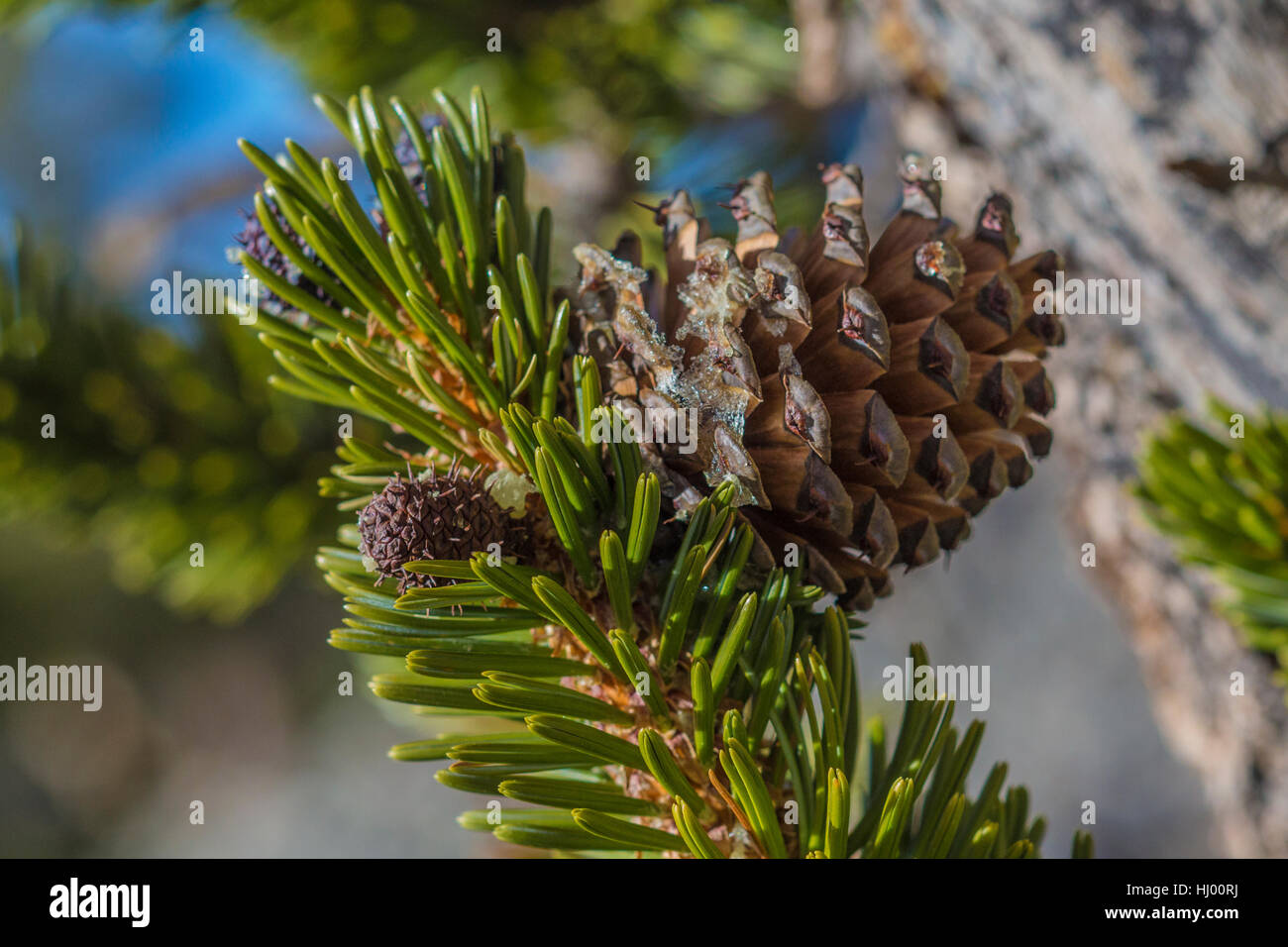 Cone and Needles of a Great Basin Bristlecone Pine, Pinus longaeva, grove near Wheeler Peak in ...