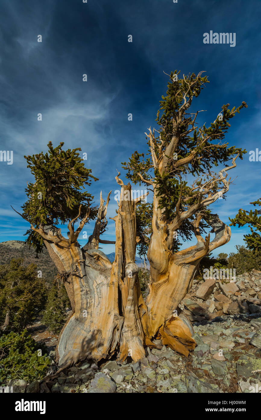 Ancient Great Basin Bristlecone Pine, Pinus longaeva, in a grove near ...