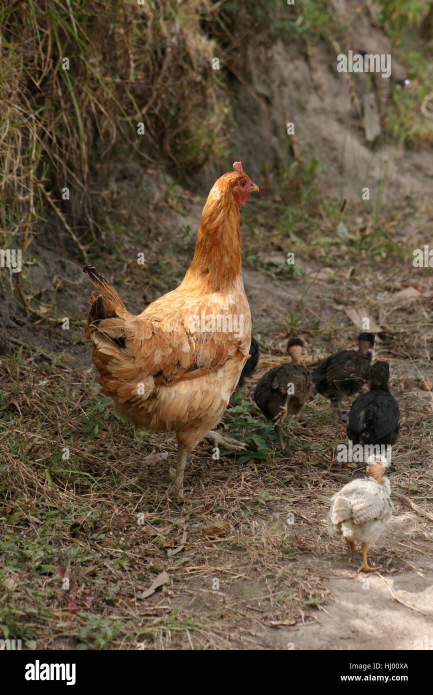 bird, field, outdoor, chicken, hen, meadow, nature, female, bird ...