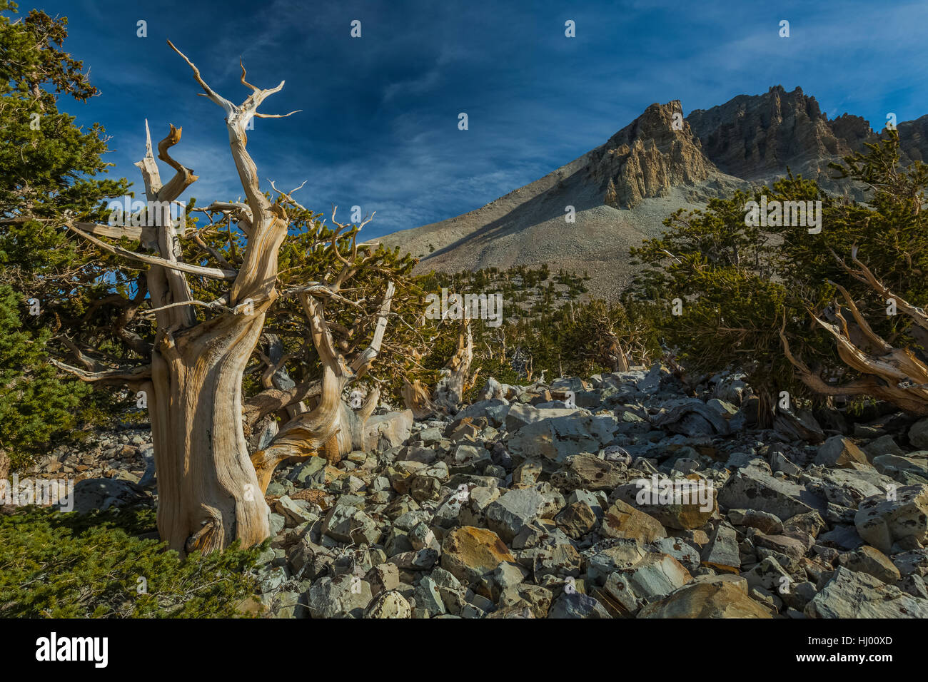 Ancient Great Basin Bristlecone Pine, Pinus longaeva, in a grove below ...