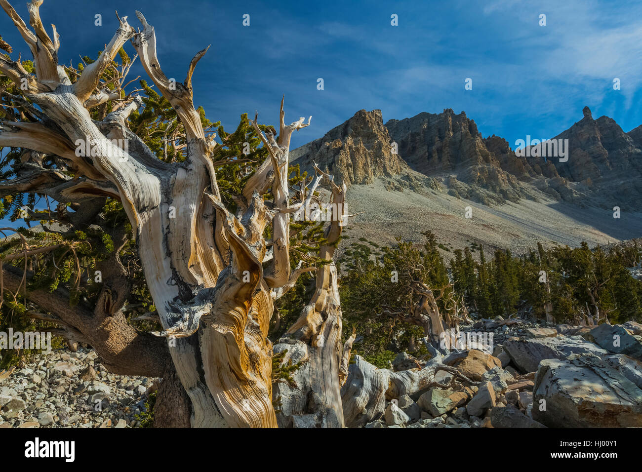 Ancient Great Basin Bristlecone Pine, Pinus longaeva, in a grove below ...