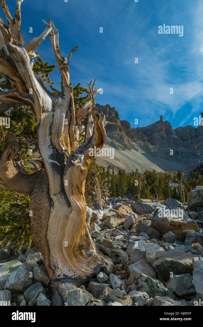 Ancient Great Basin Bristlecone Pine, Pinus longaeva, in a grove below ...