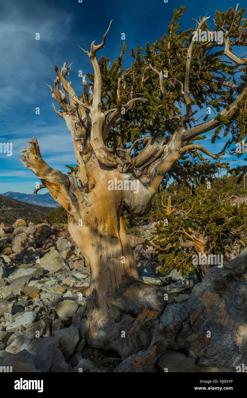 Ancient Great Basin Bristlecone Pine, Pinus longaeva, in a grove near ...
