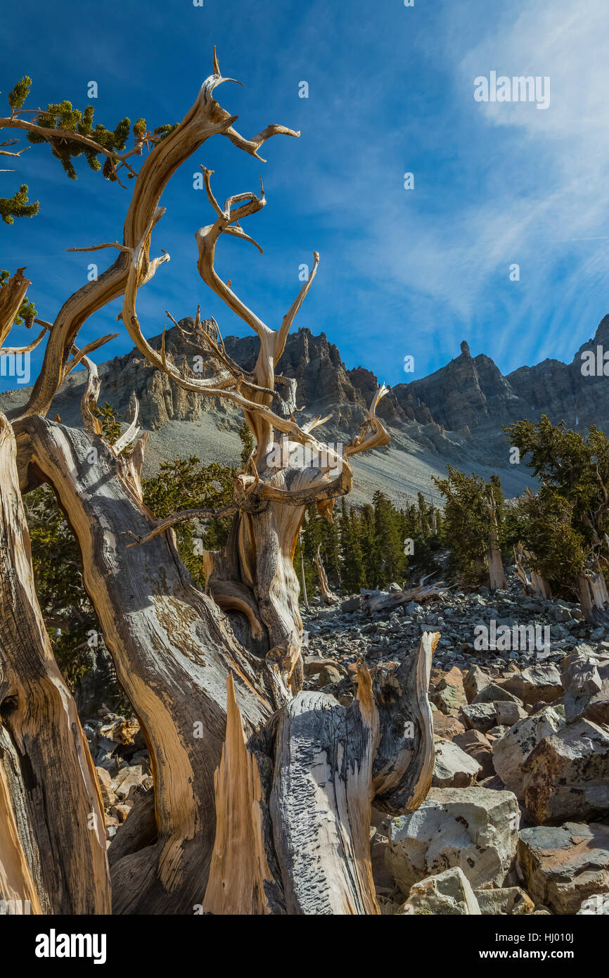 Ancient Great Basin Bristlecone Pine, Pinus longaeva, in a grove below ...