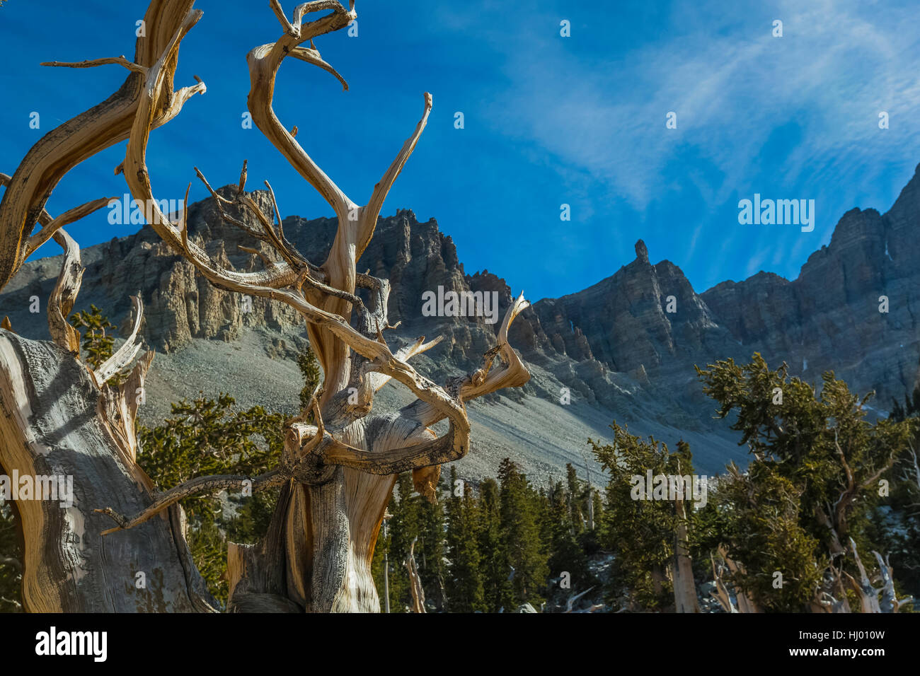 Ancient Great Basin Bristlecone Pine, Pinus longaeva, in a grove below ...