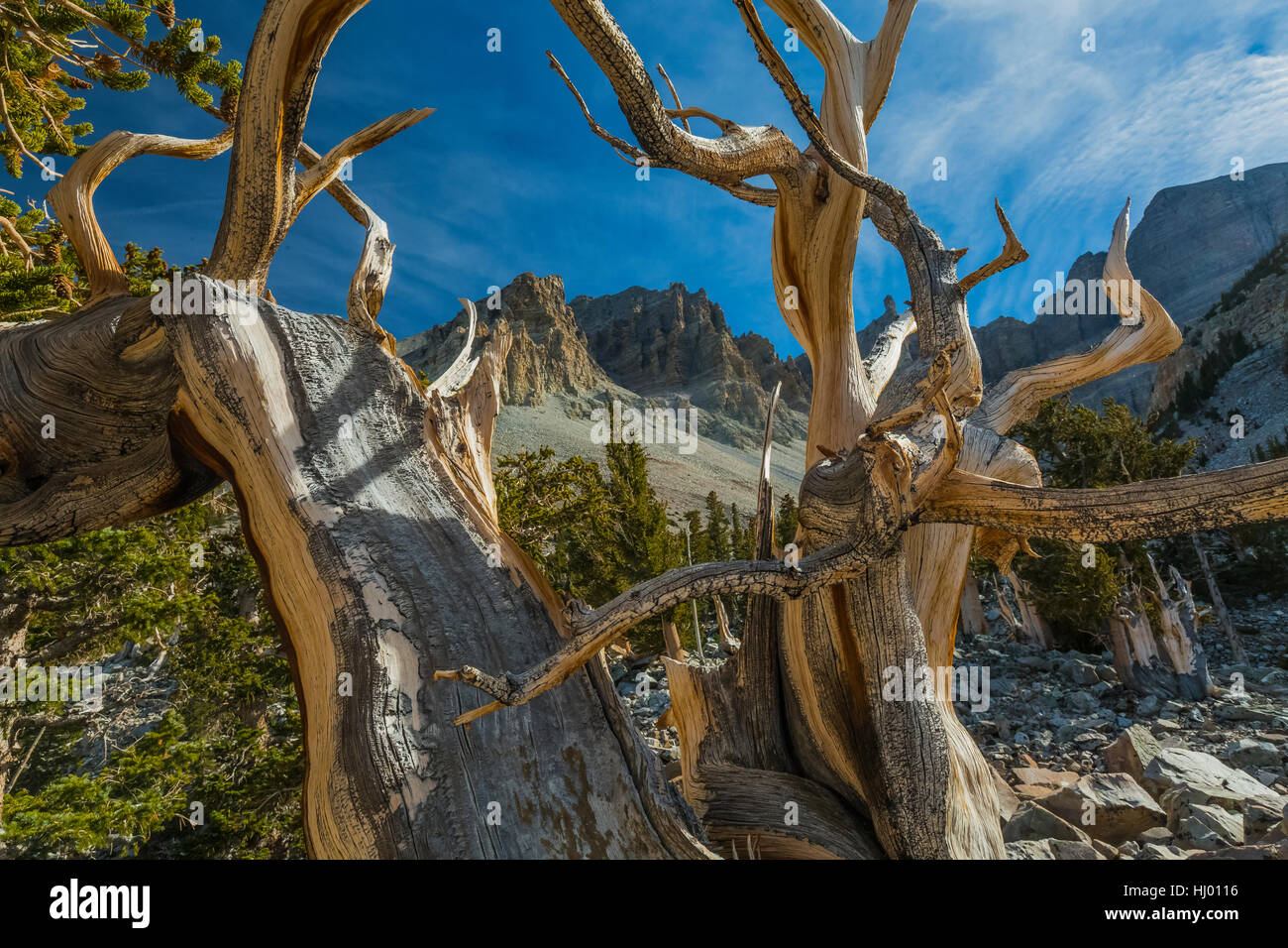 Ancient Great Basin Bristlecone Pine, Pinus longaeva, in a grove below ...