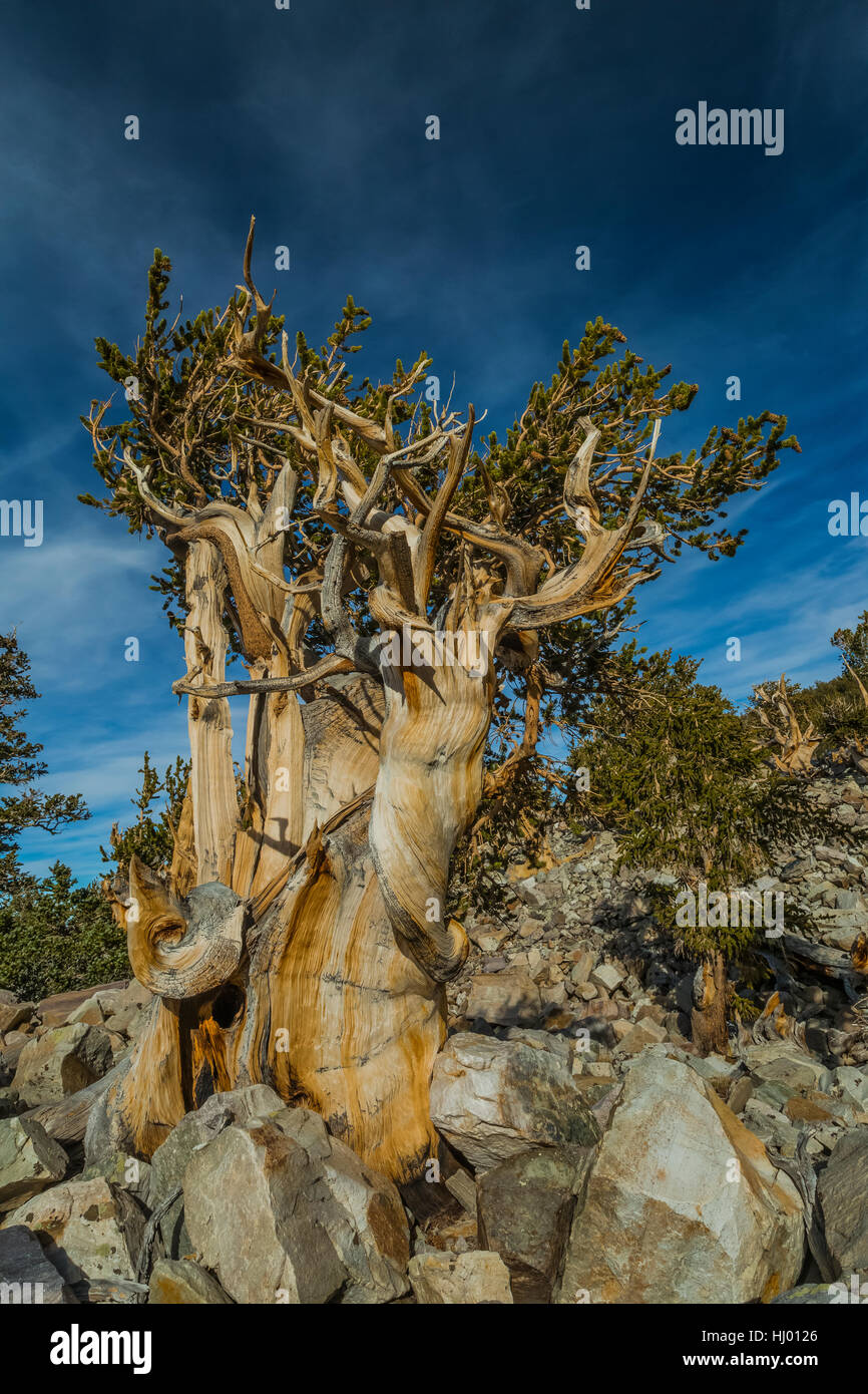 Ancient Great Basin Bristlecone Pine, Pinus longaeva, in a grove near ...
