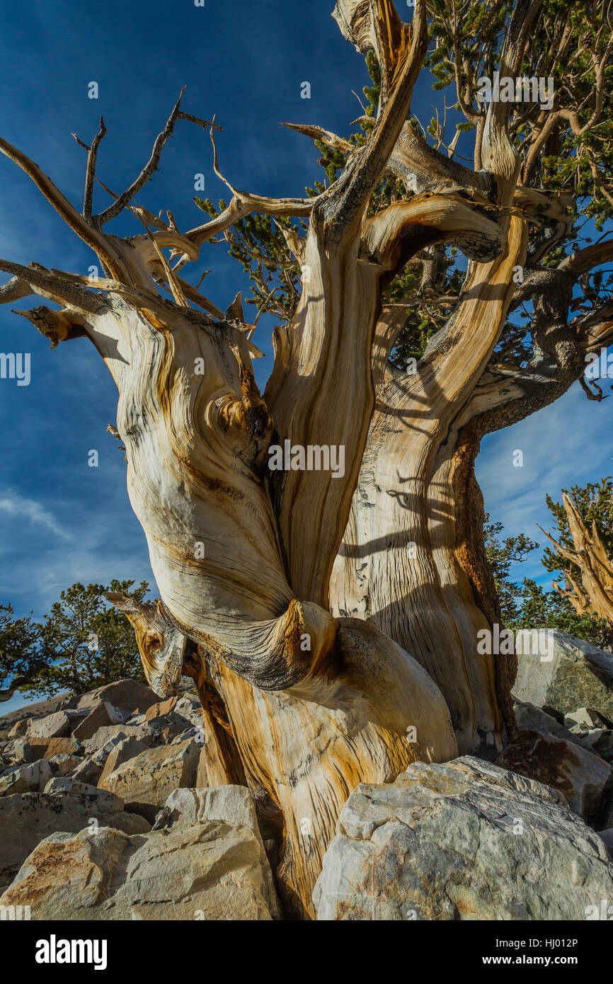 Great basin bristlecone pine tree hi-res stock photography and images ...
