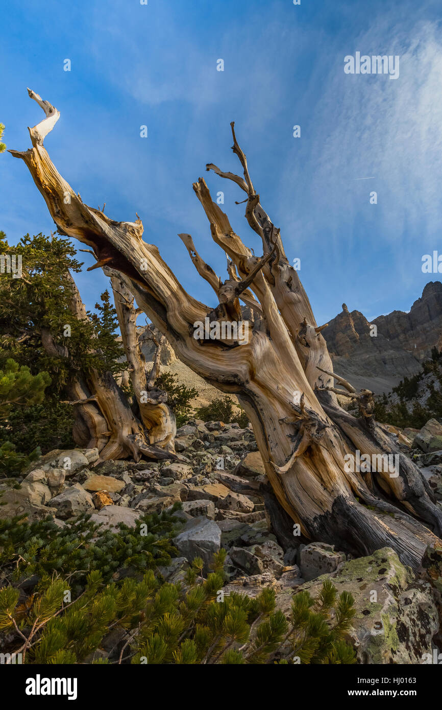 Dead Great Basin Bristlecone Pine, Pinus longaeva, below Wheeler Peak ...