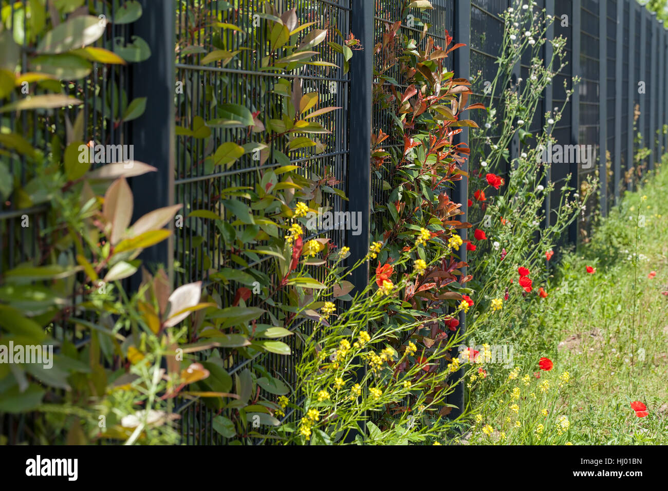 metal fence around the facility through which to grow hedges and ...