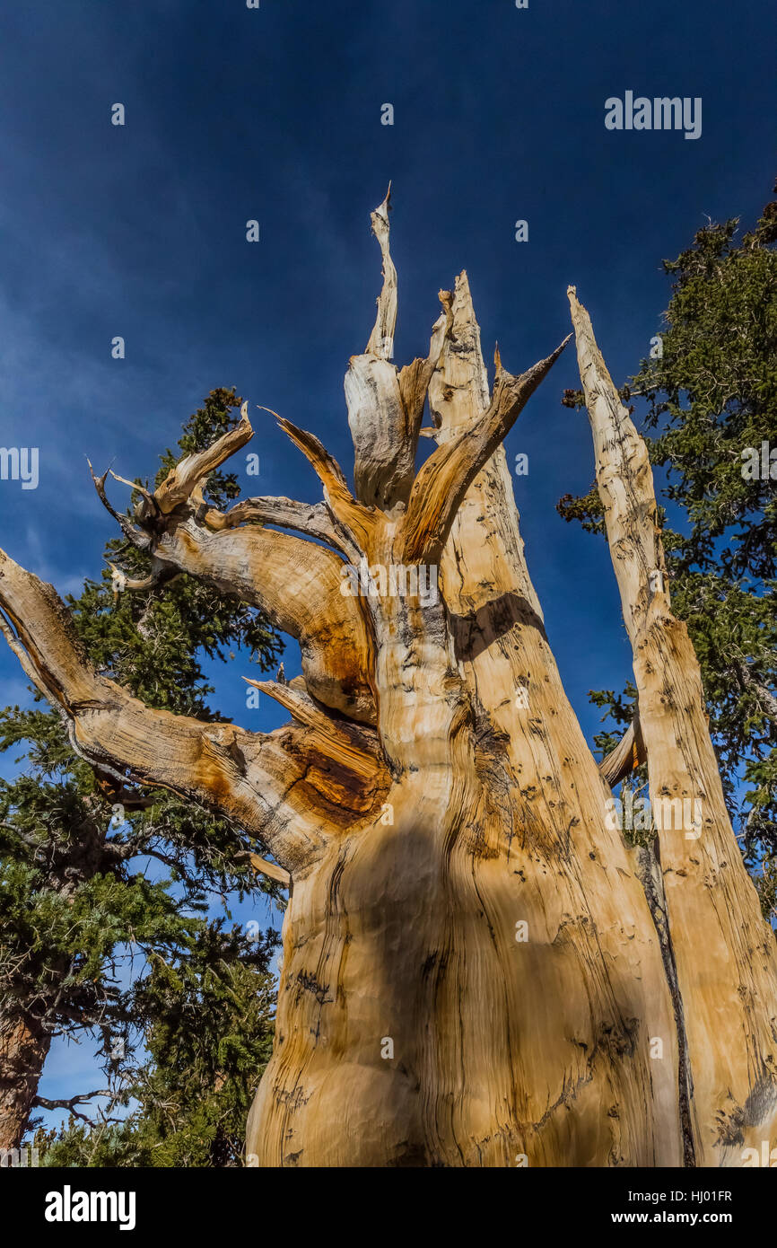 Ancient Great Basin Bristlecone Pine, Pinus longaeva, in a grove near ...