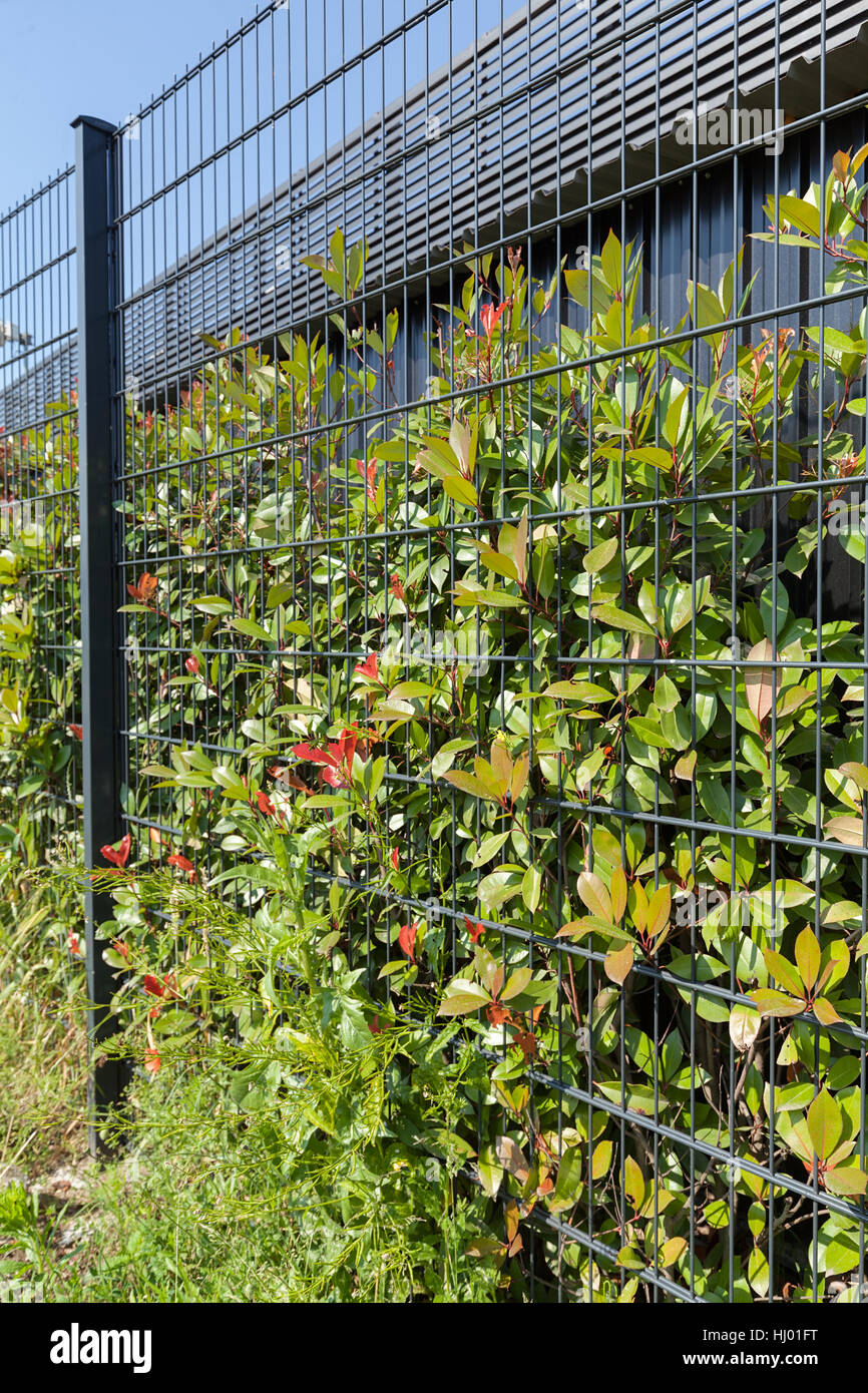 Dividing hedges hi-res stock photography and images - Alamy