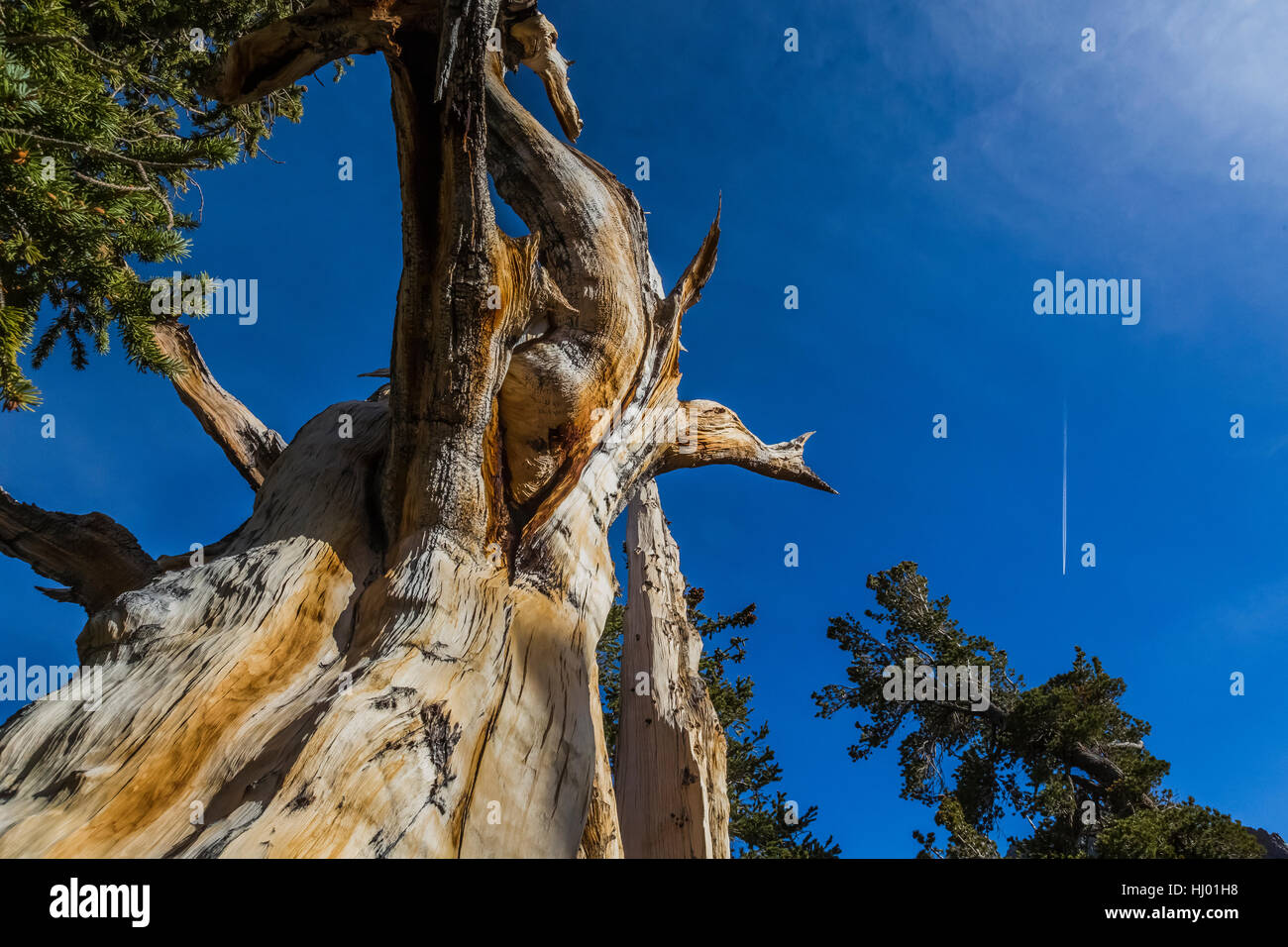 Ancient Great Basin Bristlecone Pine, Pinus longaeva, in a grove near ...