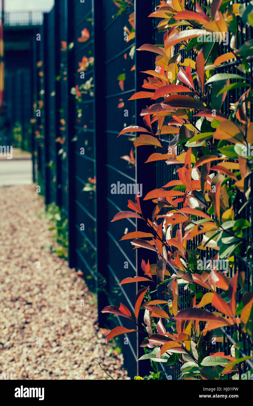 metal fence with a hedge behind, note shallow depth of field Stock ...