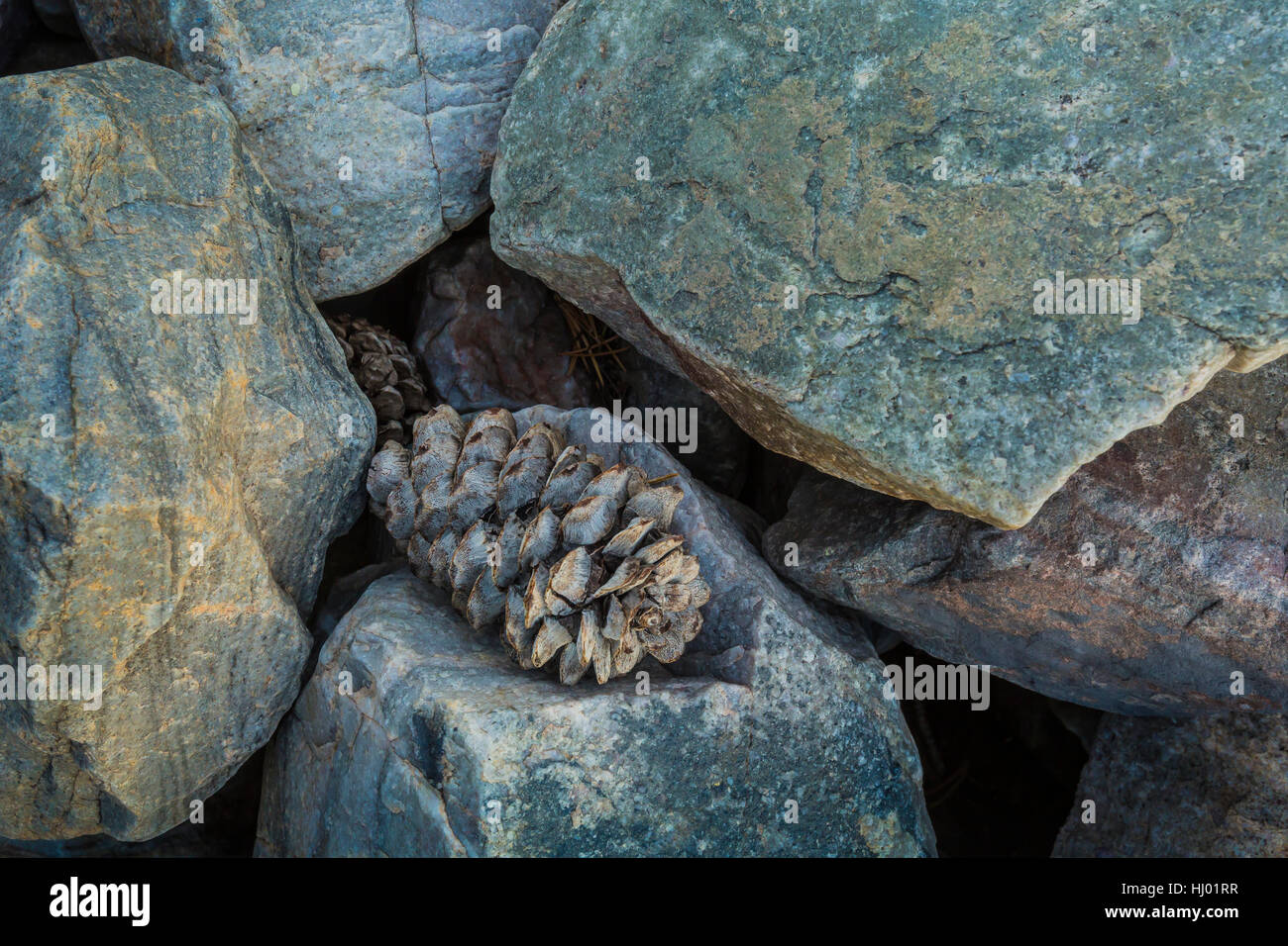 Fallen cone of Great Basin Bristlecone Pine, Pinus longaeva, in rocks ...