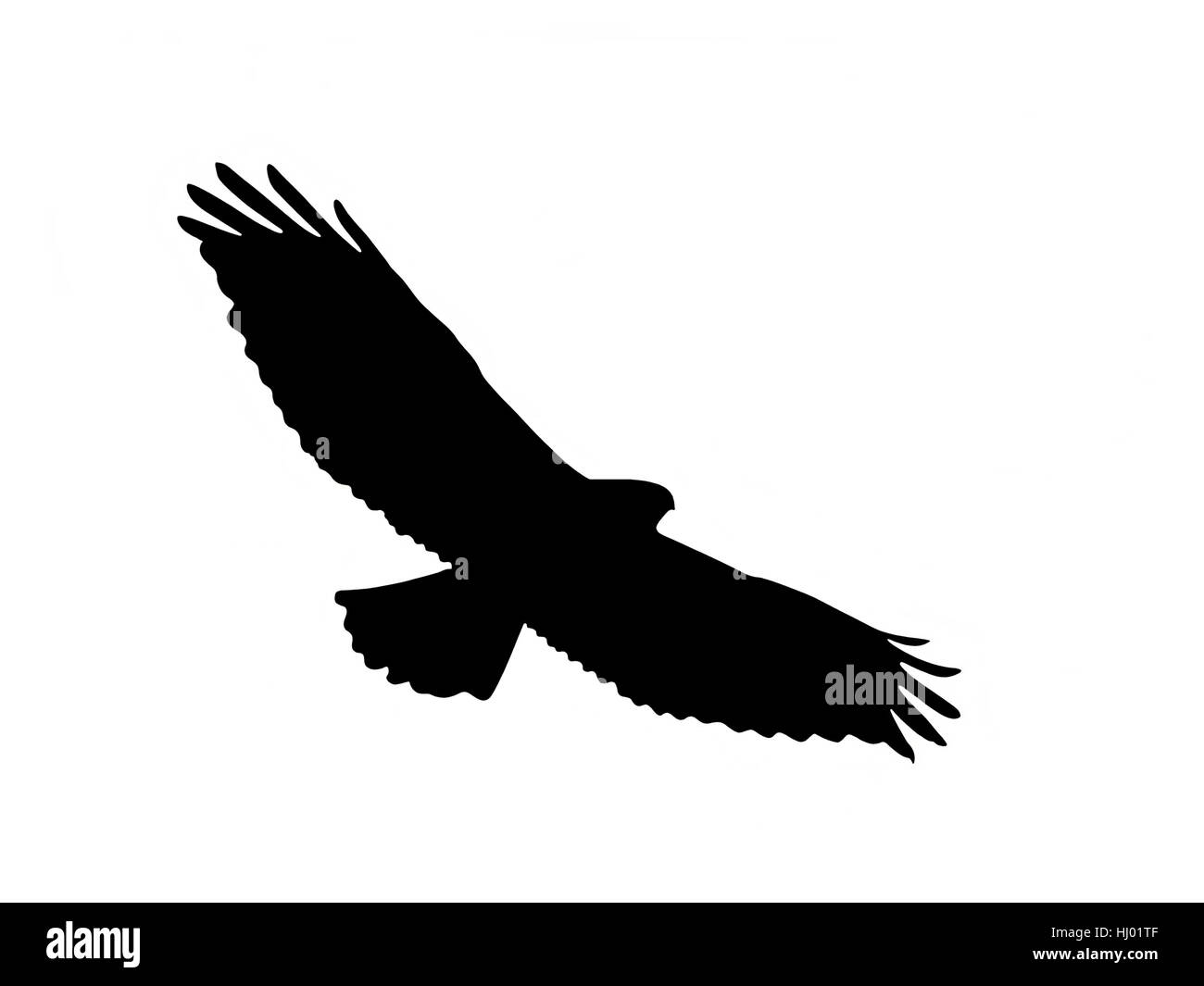 Bird Of Prey Silhouette Black and White Stock Photos & Images - Alamy