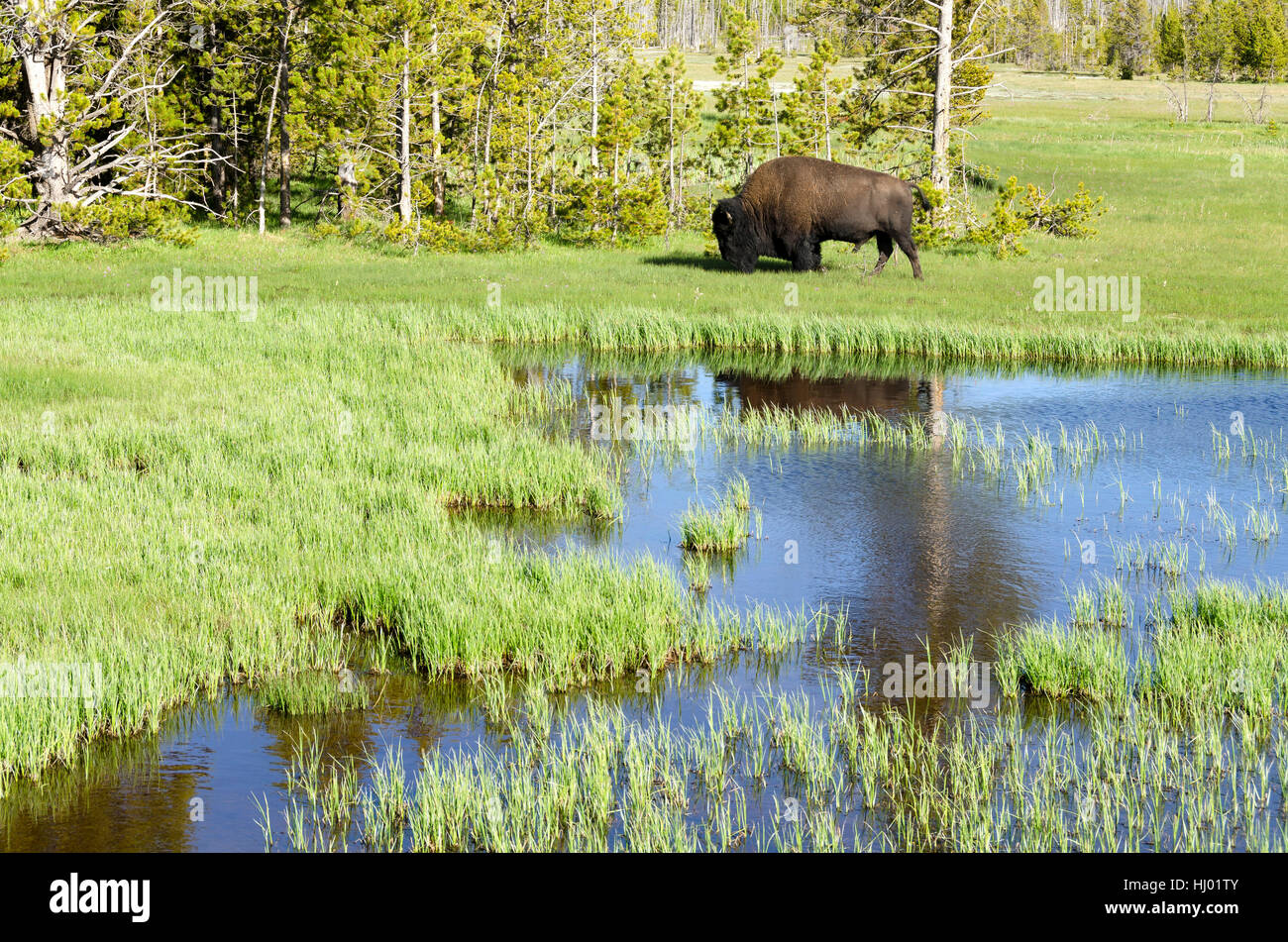 environment, enviroment, animal, america, bison, water, environment ...