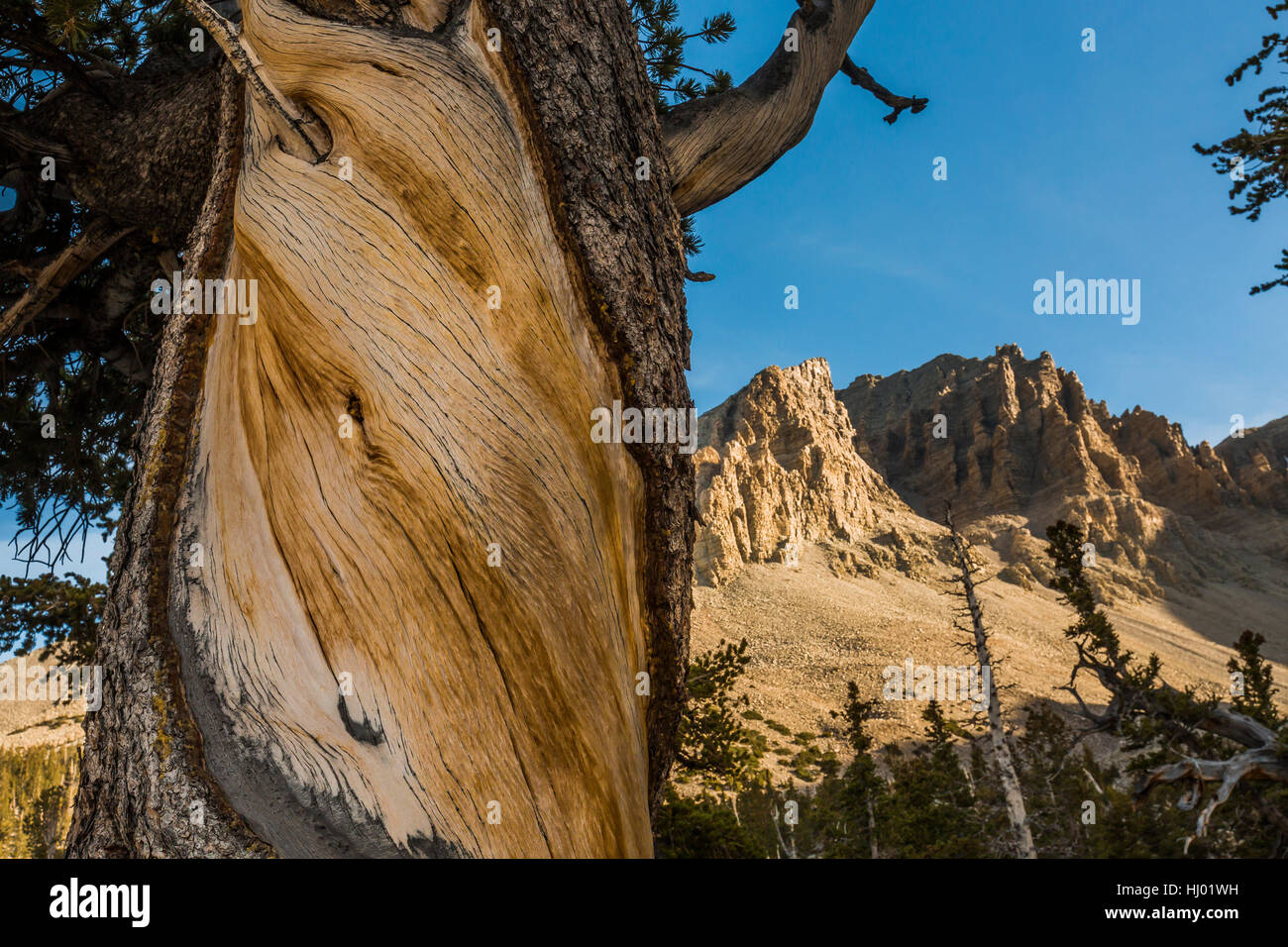 Ancient Great Basin Bristlecone Pine, Pinus longaeva, in a grove below ...