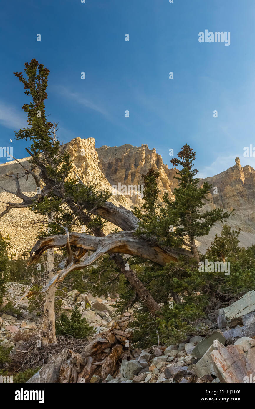 Ancient dead Great Basin Bristlecone Pine, Pinus longaeva, in a grove ...