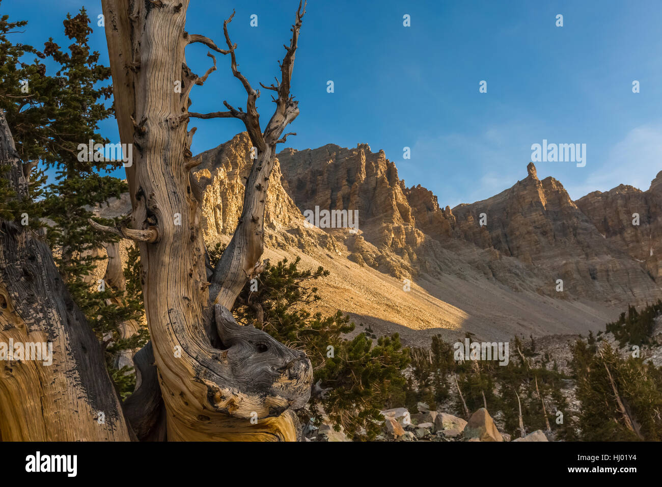 Ancient dead Great Basin Bristlecone Pine, Pinus longaeva, in a grove ...