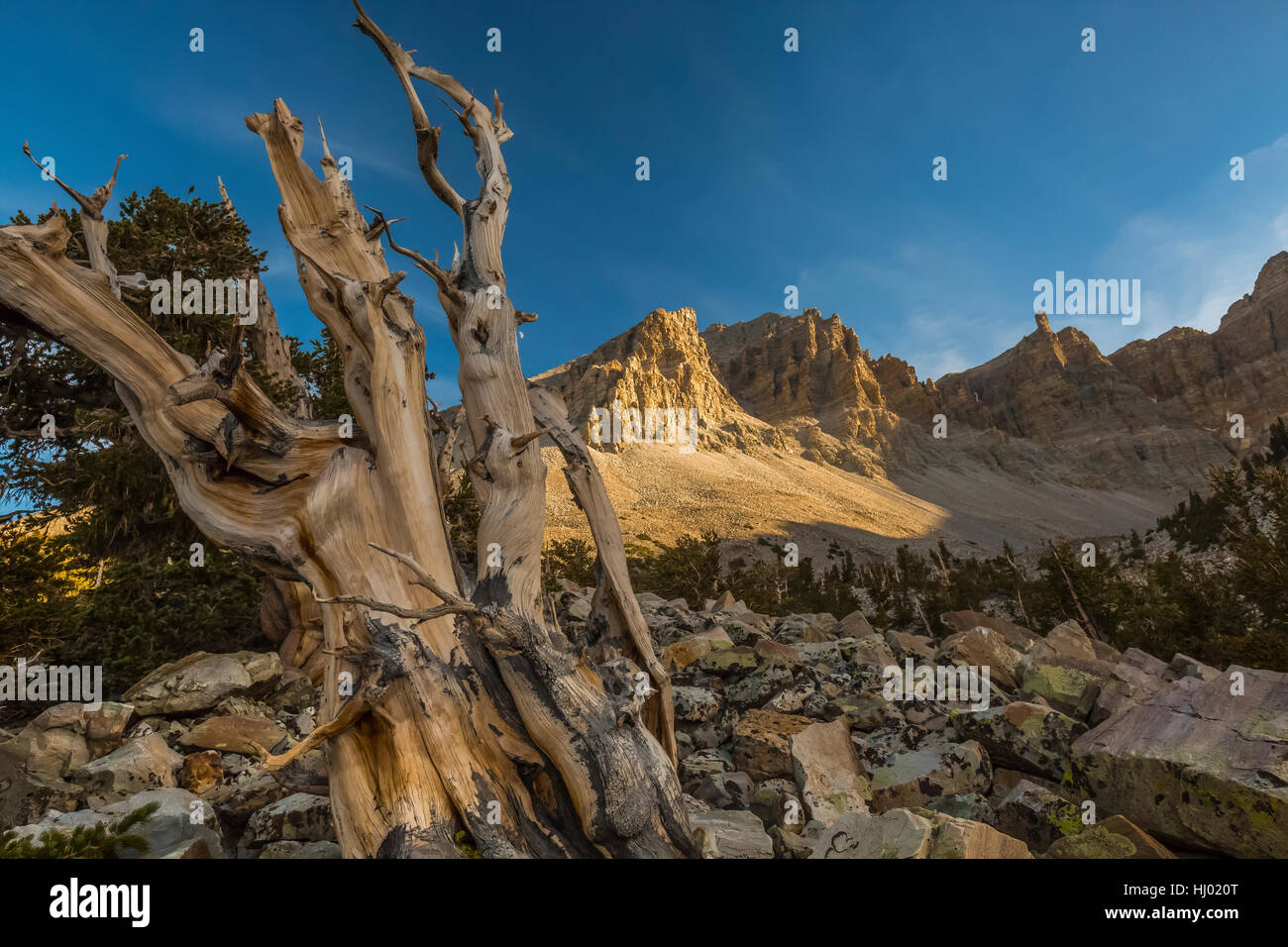 Ancient dead Great Basin Bristlecone Pine, Pinus longaeva,with Jeff ...