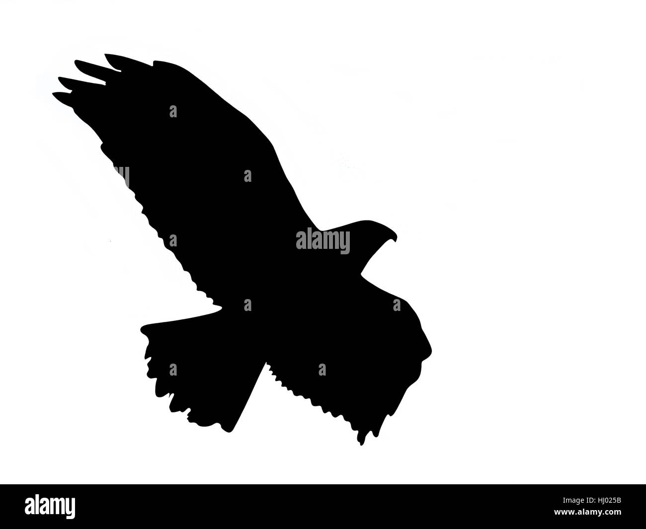 Bird Of Prey Silhouette Black and White Stock Photos & Images - Alamy