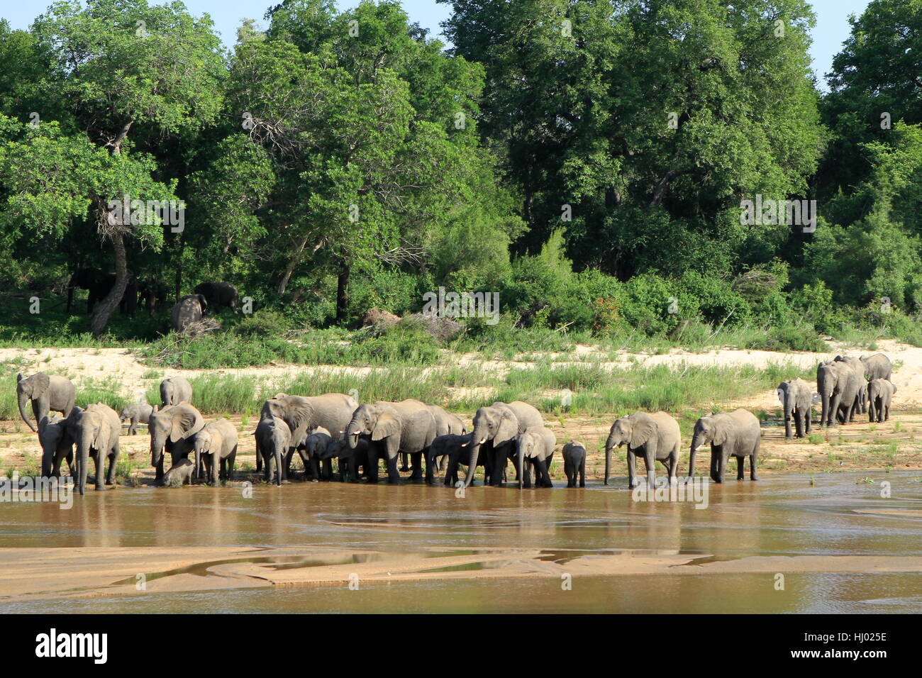 ears, party, celebration, proboscis, to booze, booze, river, water ...