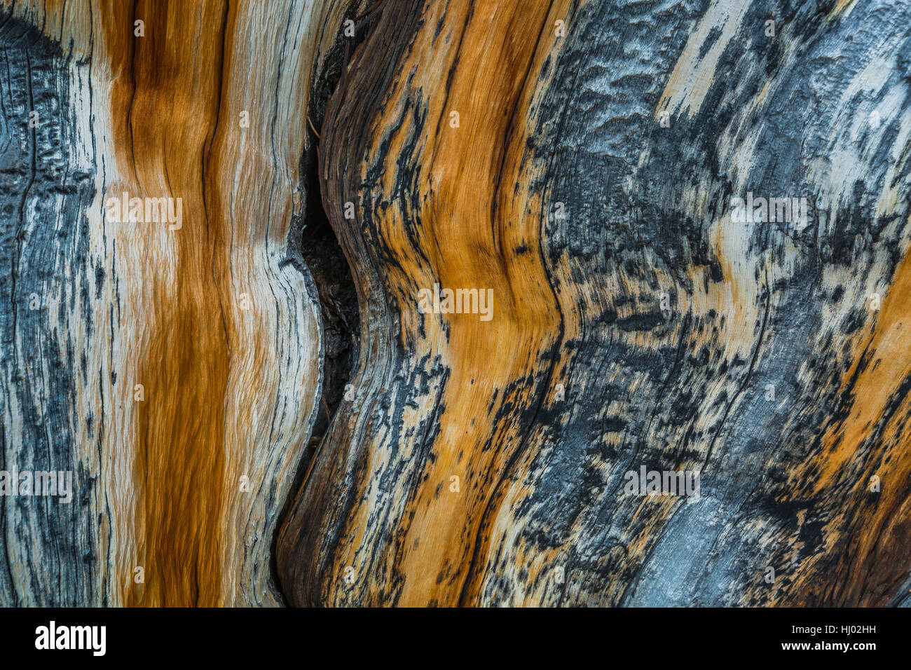 Bristlecone pine wood grain hi-res stock photography and images - Alamy