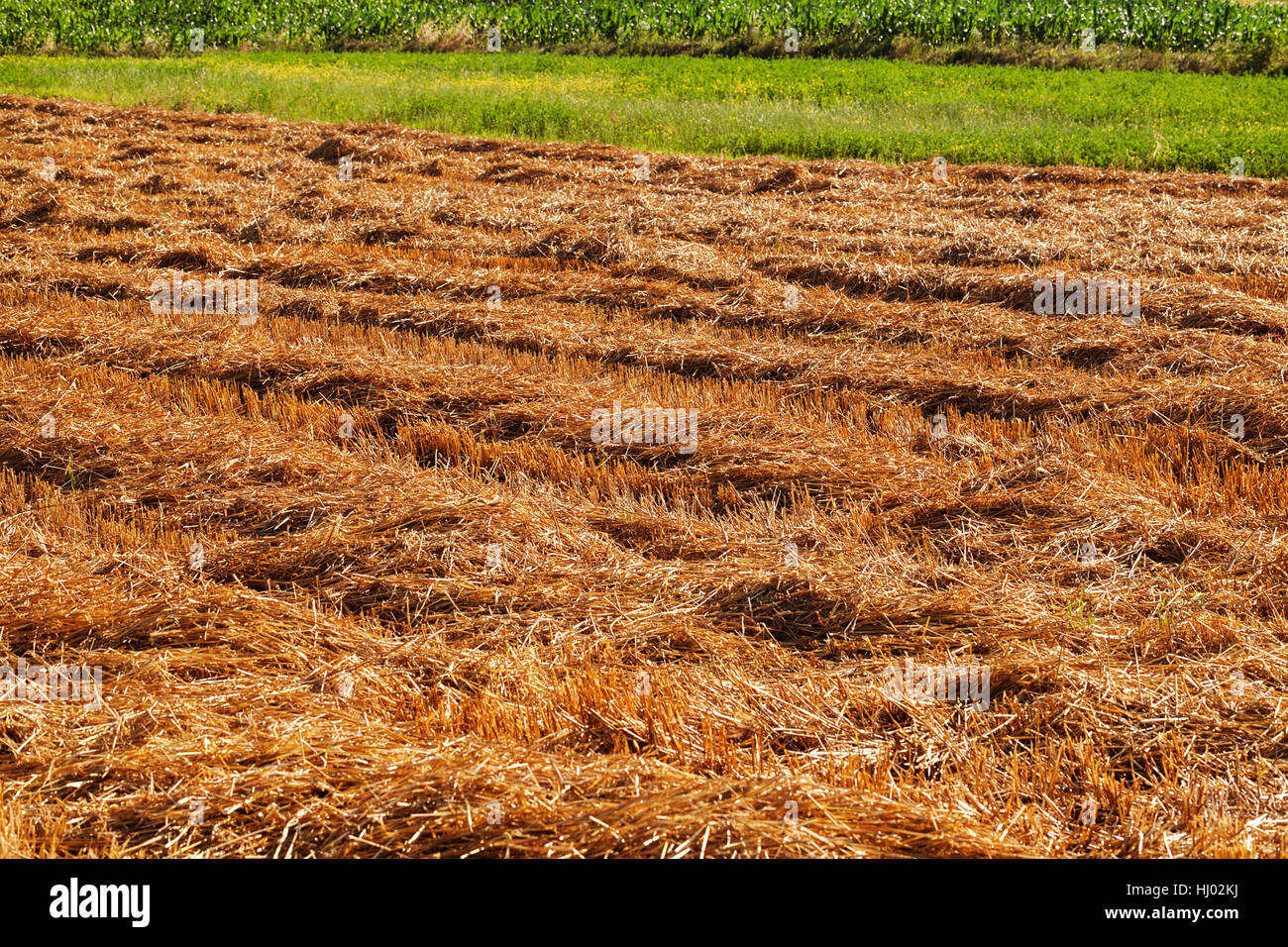 Mowed dry grass texture hi-res stock photography and images - Alamy