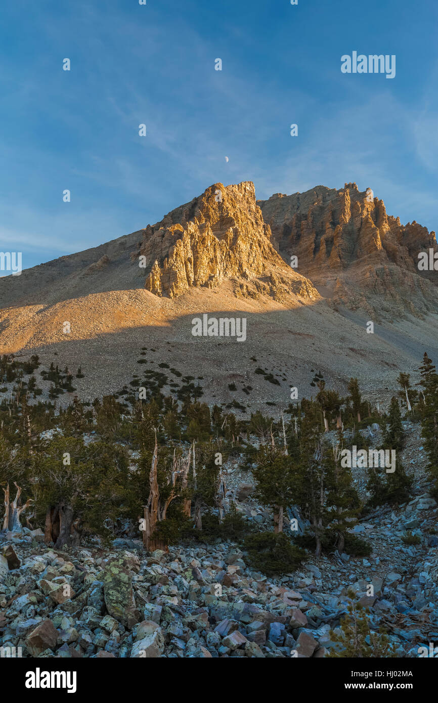 Ancient Great Basin Bristlecone Pine, Pinus longaeva, grove below ...