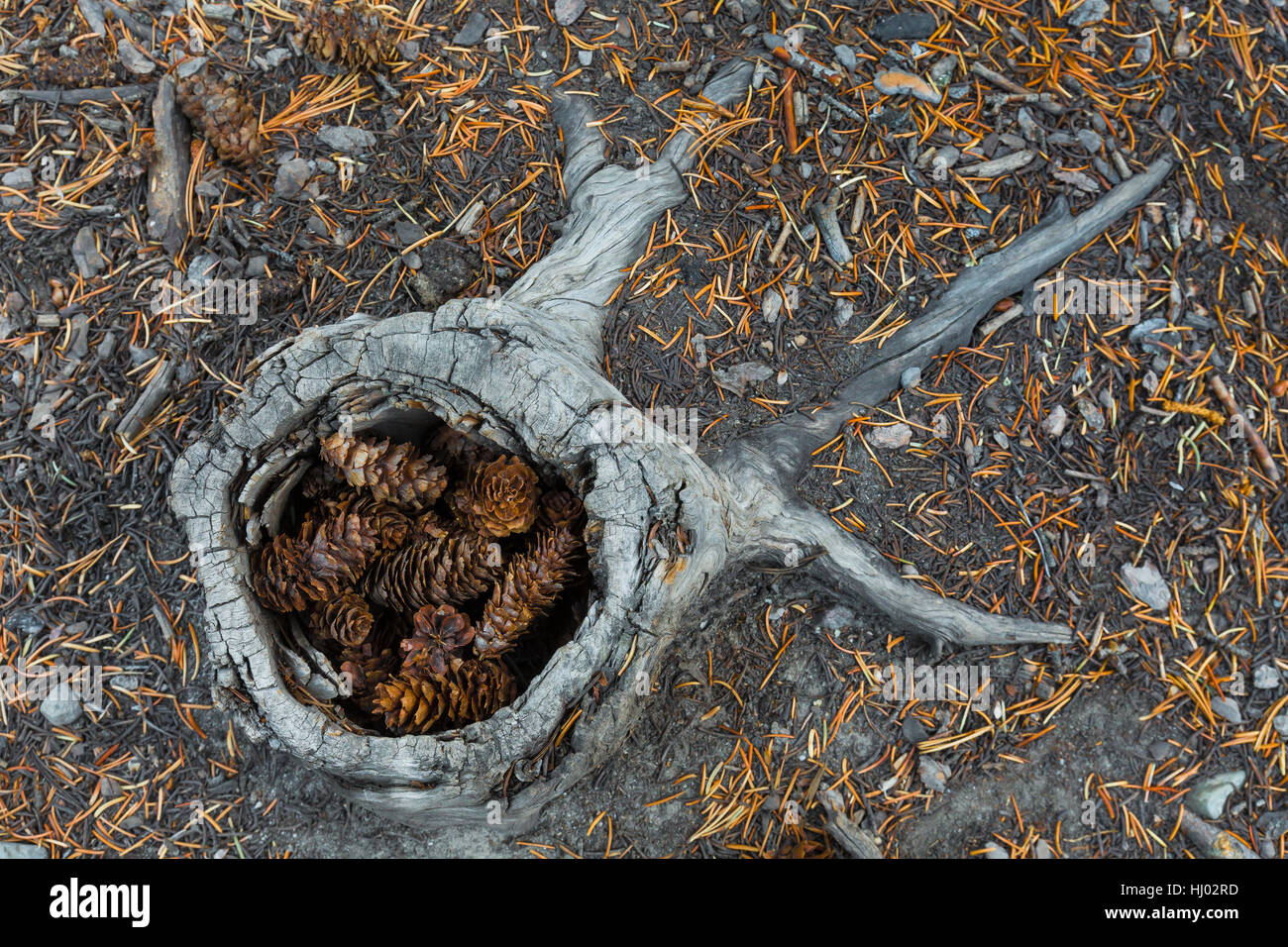 Engelmann Spruce, Picea engelmannii, cones in stump along the Alpine ...