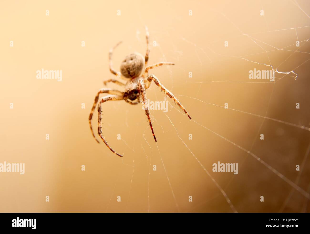 Cross spider in its web Stock Photo - Alamy