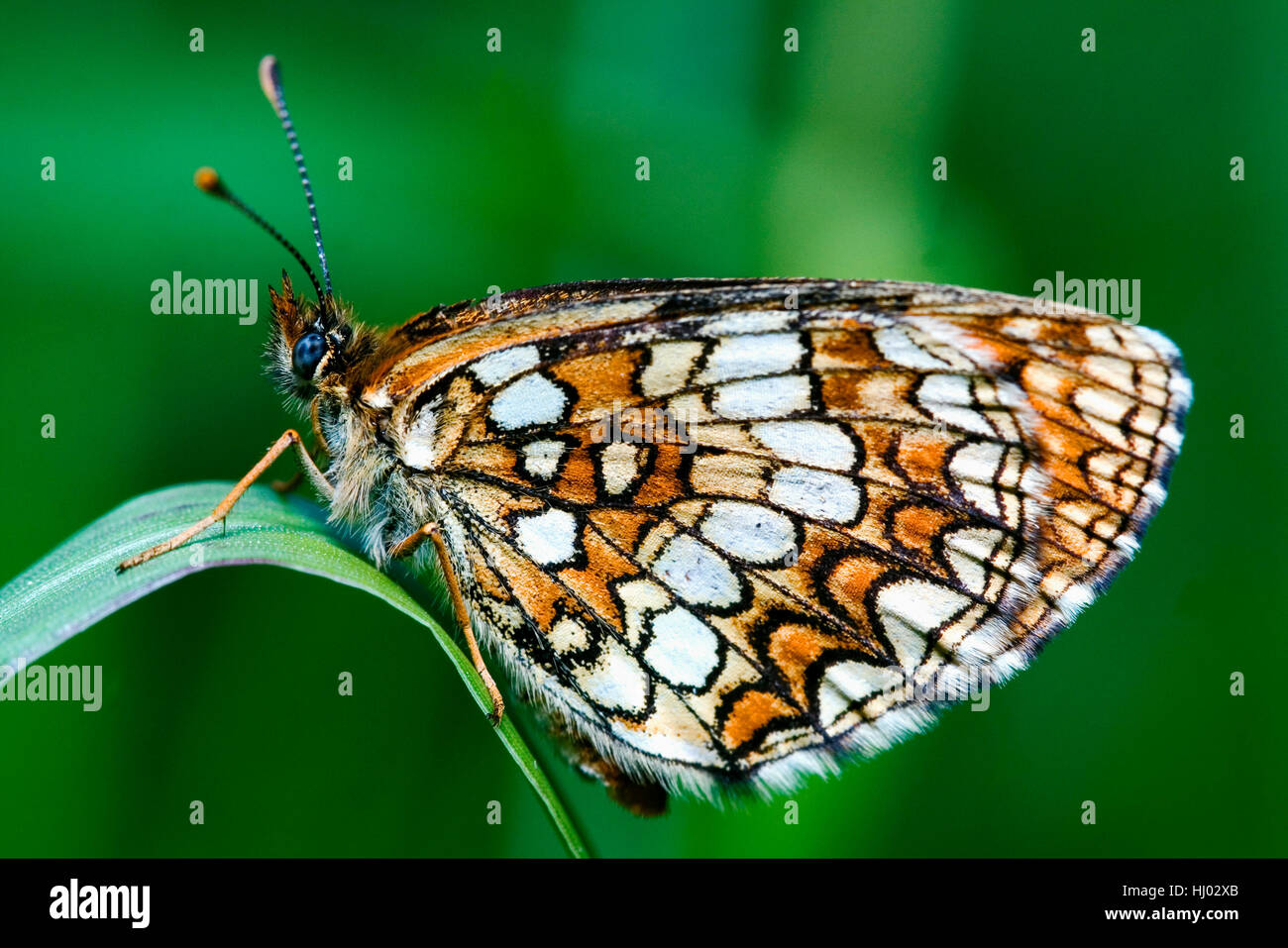 Macchie colori hi-res stock photography and images - Alamy