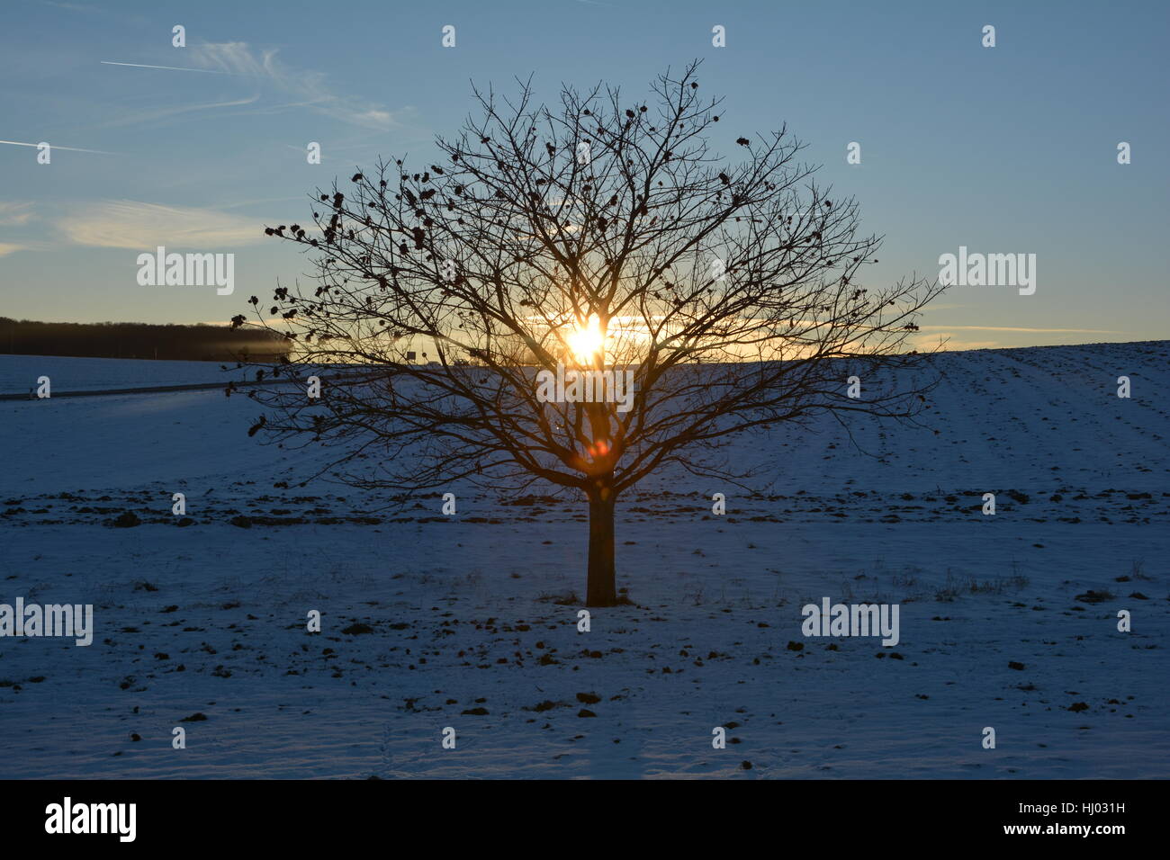 Chestnut tree broad leaved trees hi-res stock photography and images ...