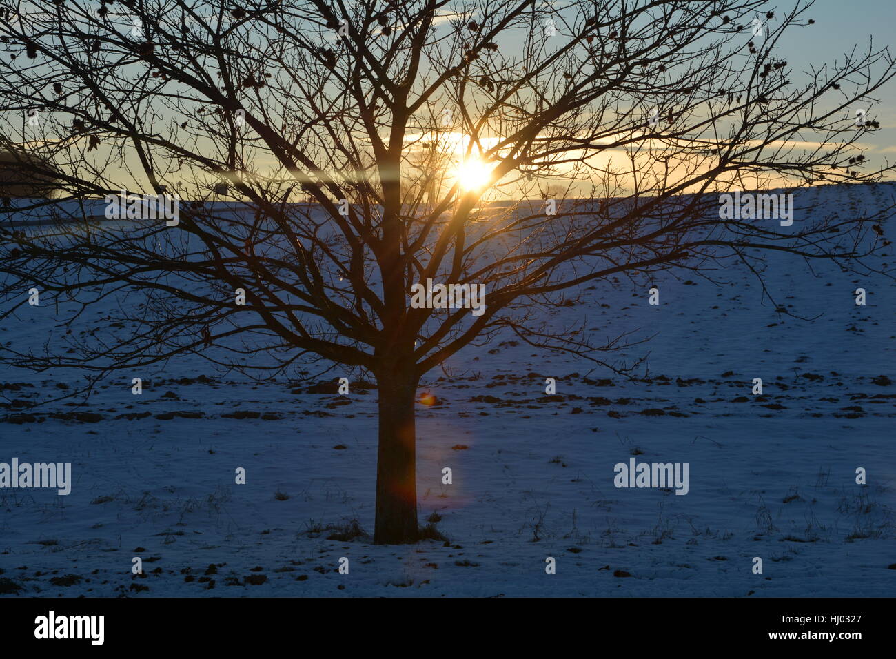 Chestnut tree in the back light hi-res stock photography and images - Alamy