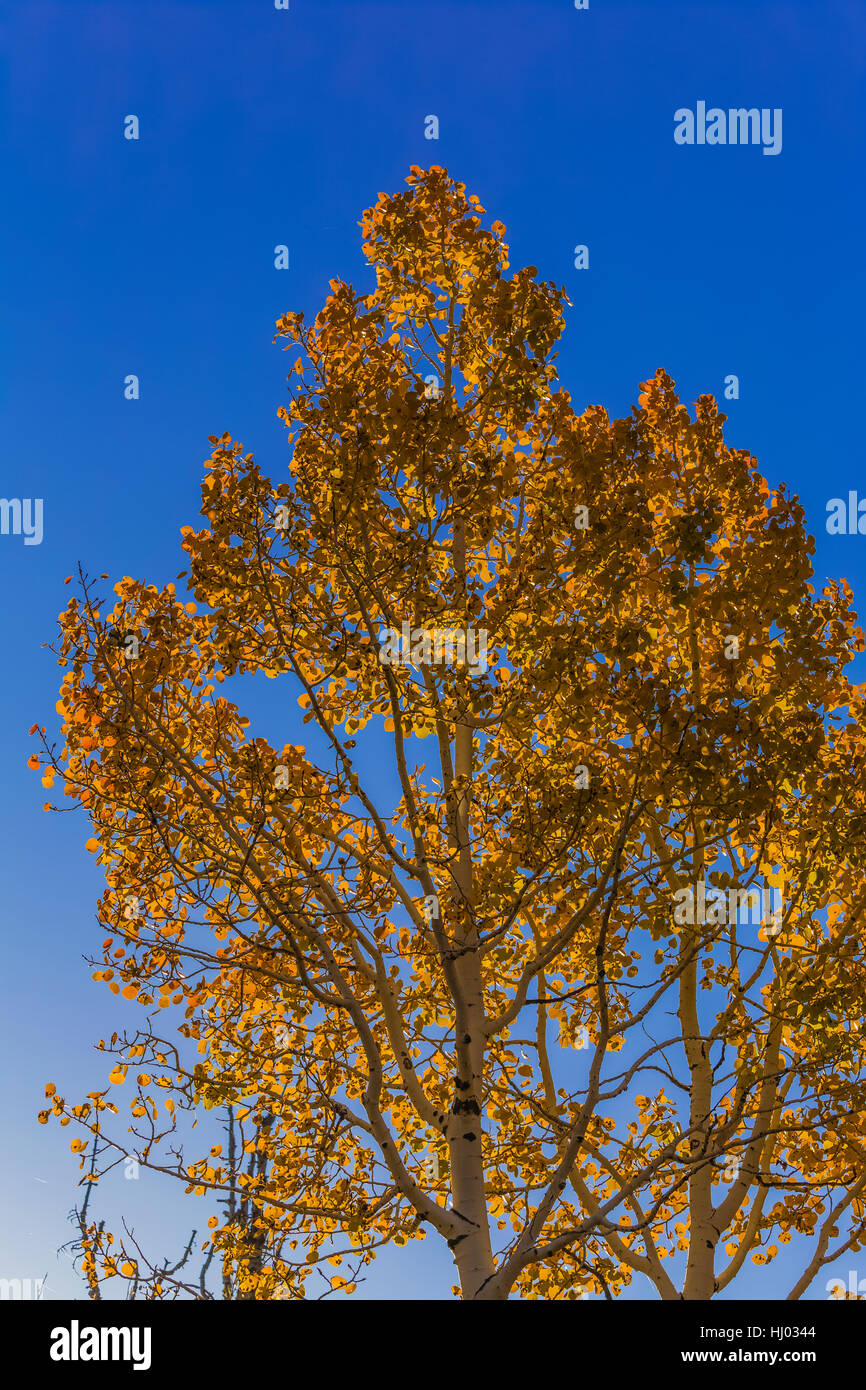 Autumn Trembling Aspen, Populus tremuloides, grove in Lower Lehman ...