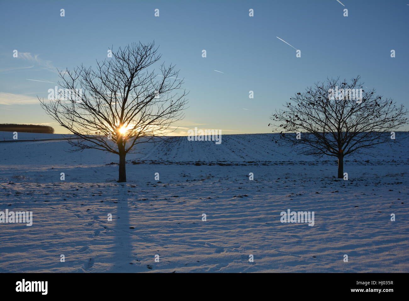 Two trees at the sundown in winter with snow Stock Photo - Alamy