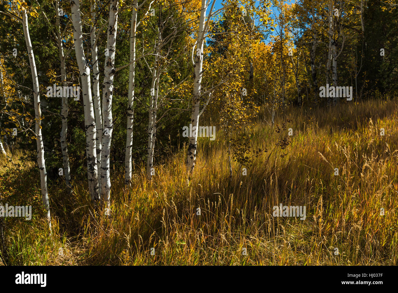Autumn Trembling Aspen, Populus tremuloides, grove in Lower Lehman ...