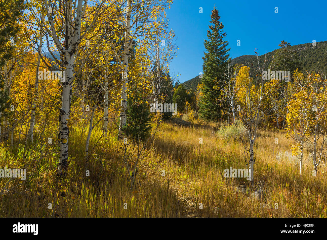 Autumn Trembling Aspen, Populus tremuloides, grove in Lower Lehman ...