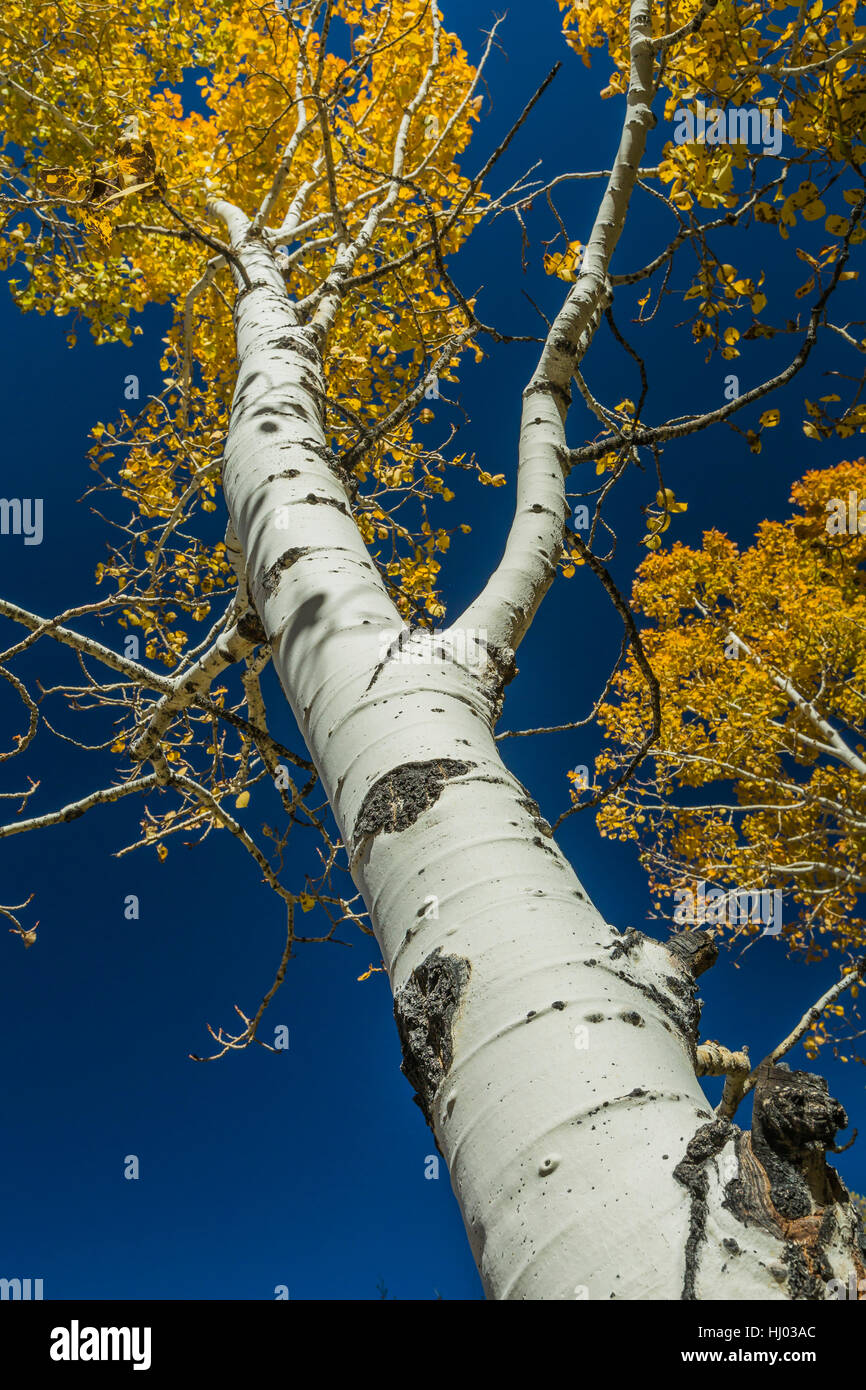 Autumn Trembling Aspen, Populus tremuloides, grove in Lower Lehman ...