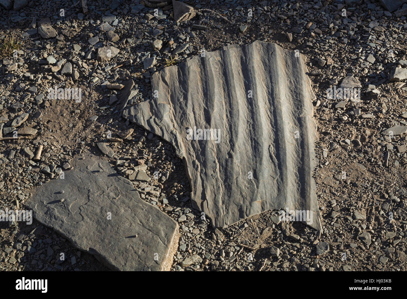 Rippled stone along Wheeler Peak Summit Trail in Great Basin National ...